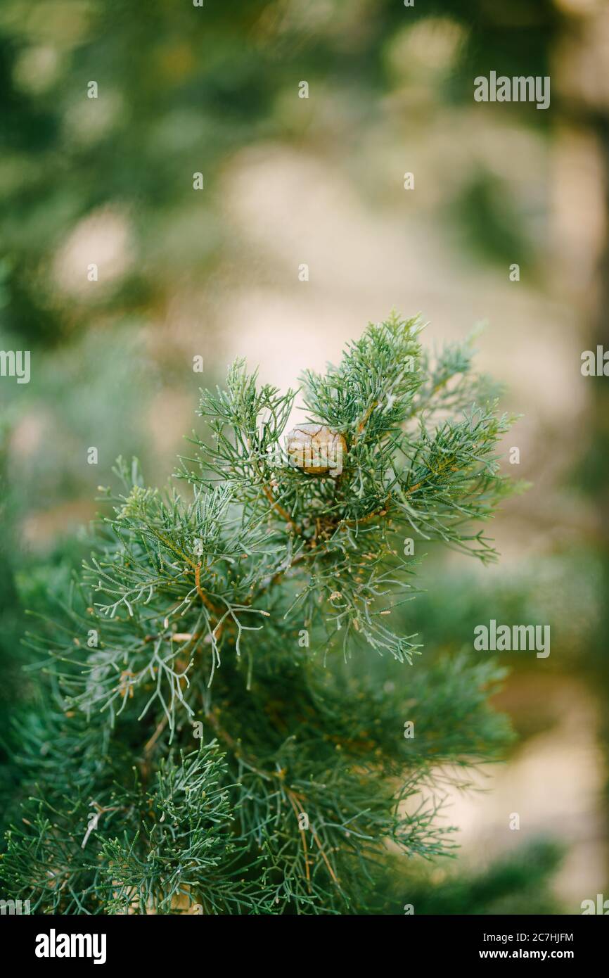 A branch of cypress on a tree with a bump Stock Photo - Alamy