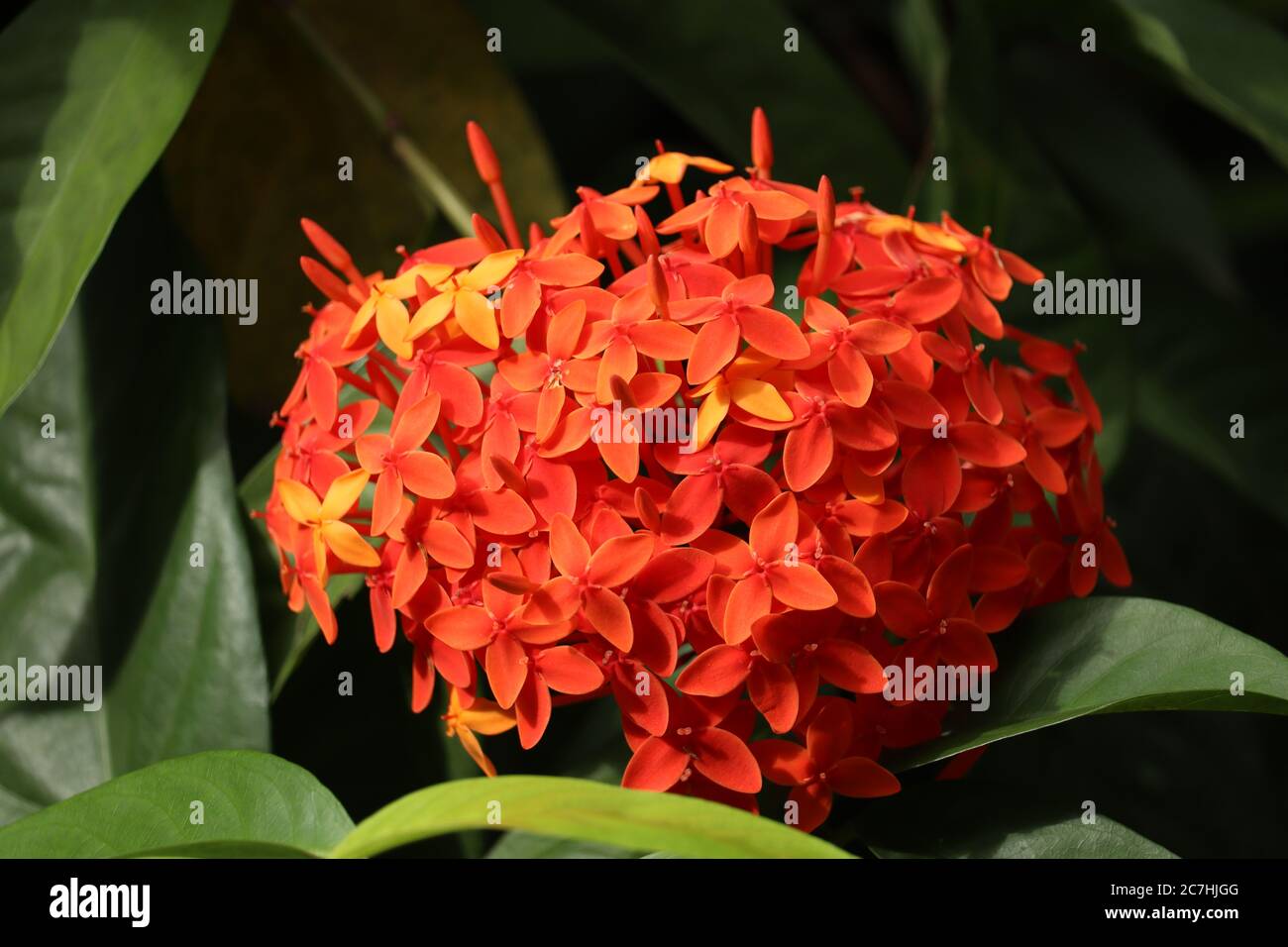 Jamanthi flower hi-res stock photography and images - Alamy
