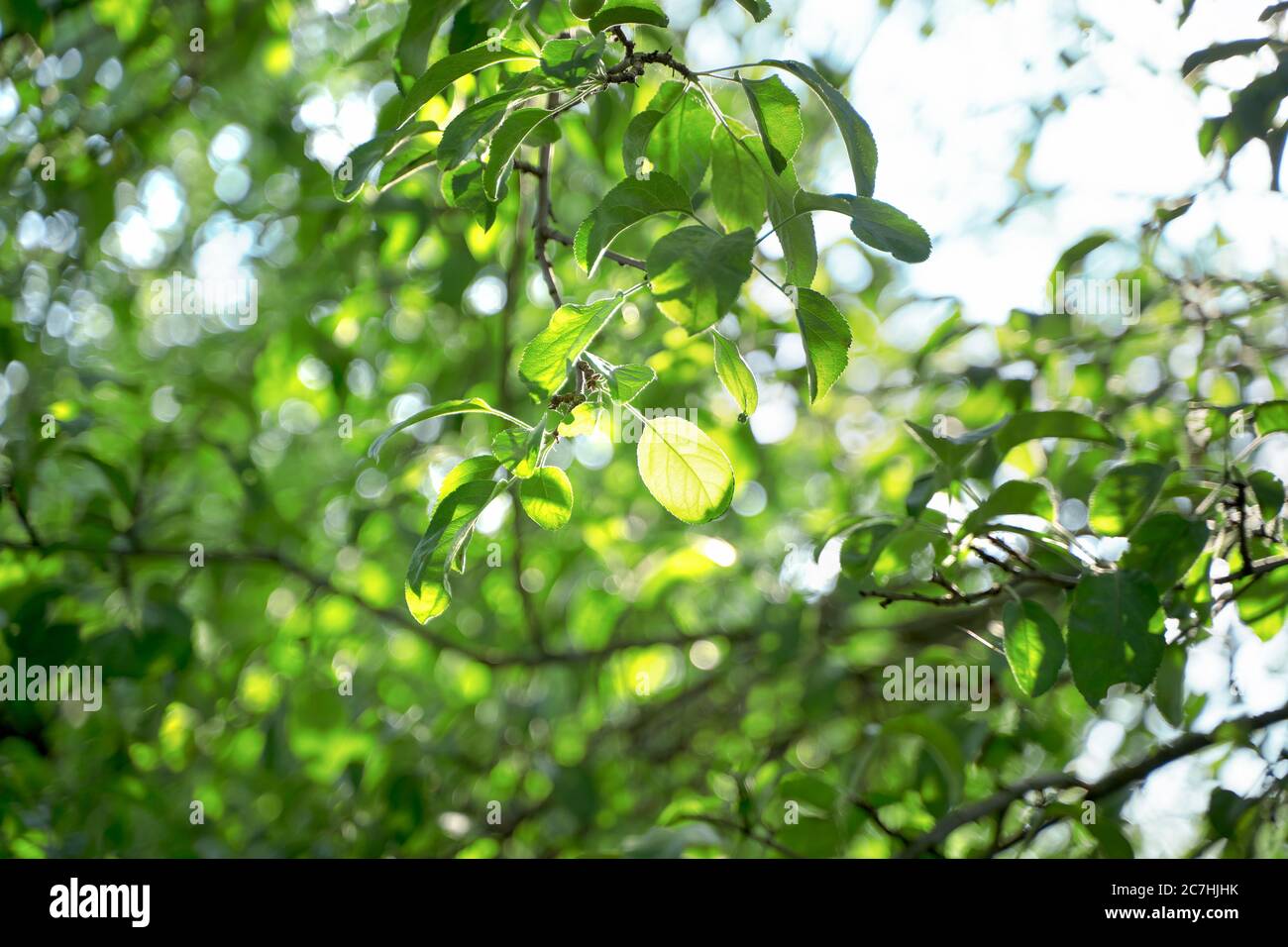 The leaves of the trees view from below with sunlight Stock Photo - Alamy