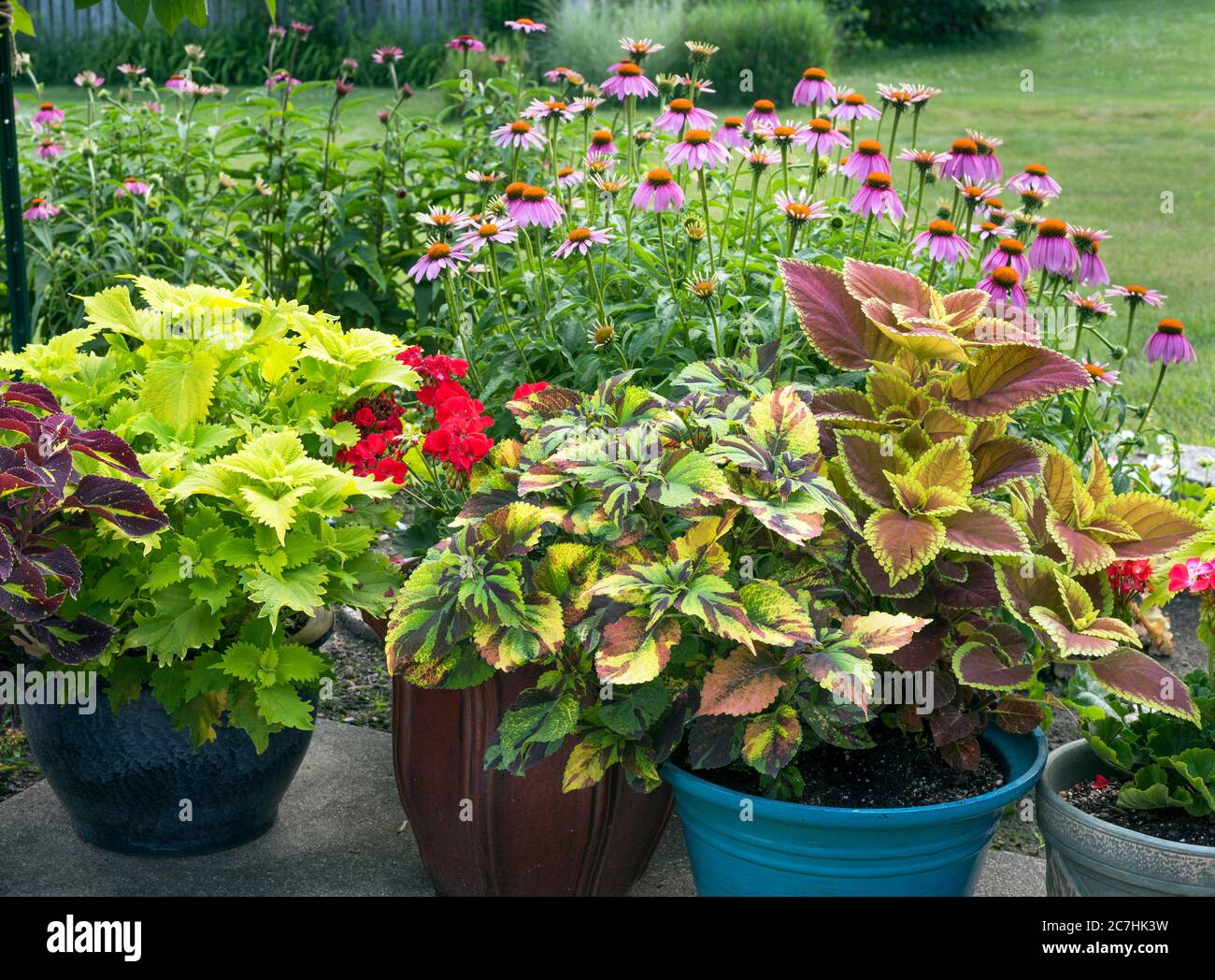 What To Plant With Coleus In A Planter