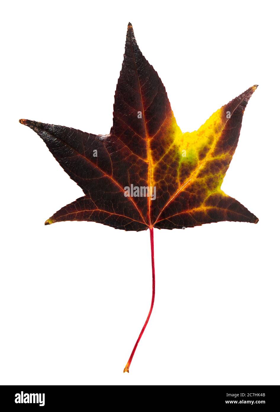 Autumn maple leaf isolated on white background Stock Photo - Alamy