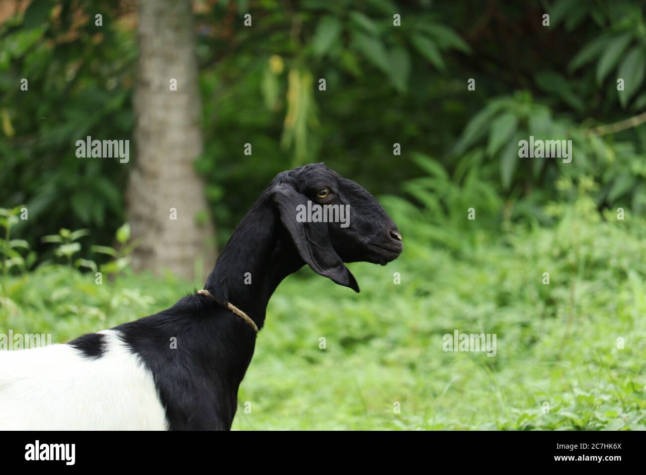 Goat on the farm Stock Photo - Alamy