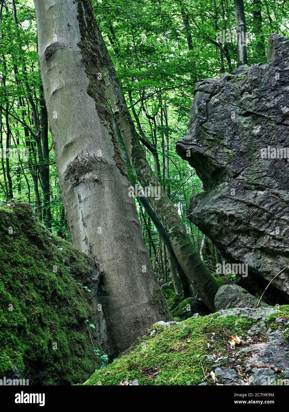 Rocks, stones, boulders, trees, forest, deciduous forest, hills, gorge ...