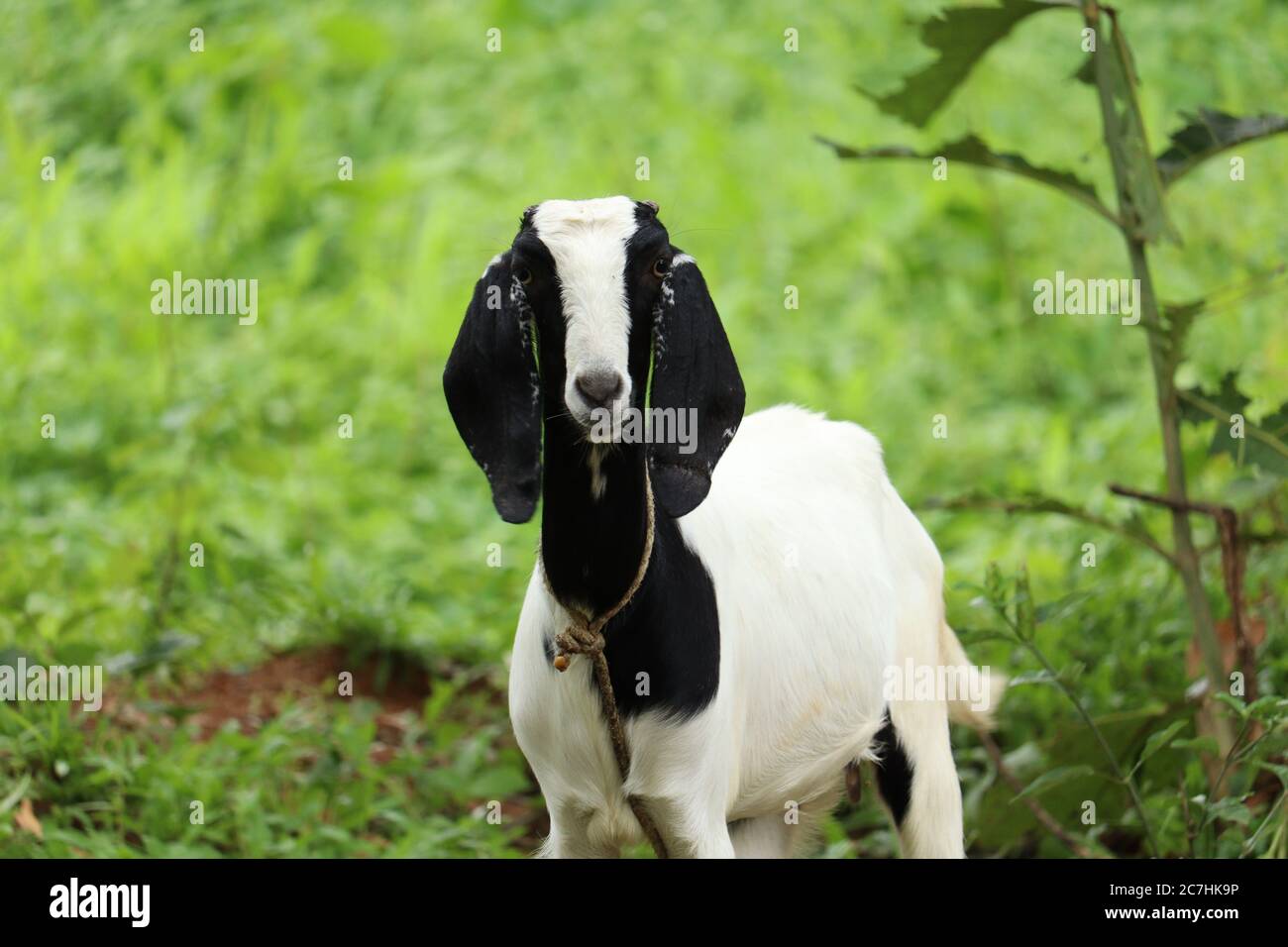 Goat on the farm Stock Photo - Alamy