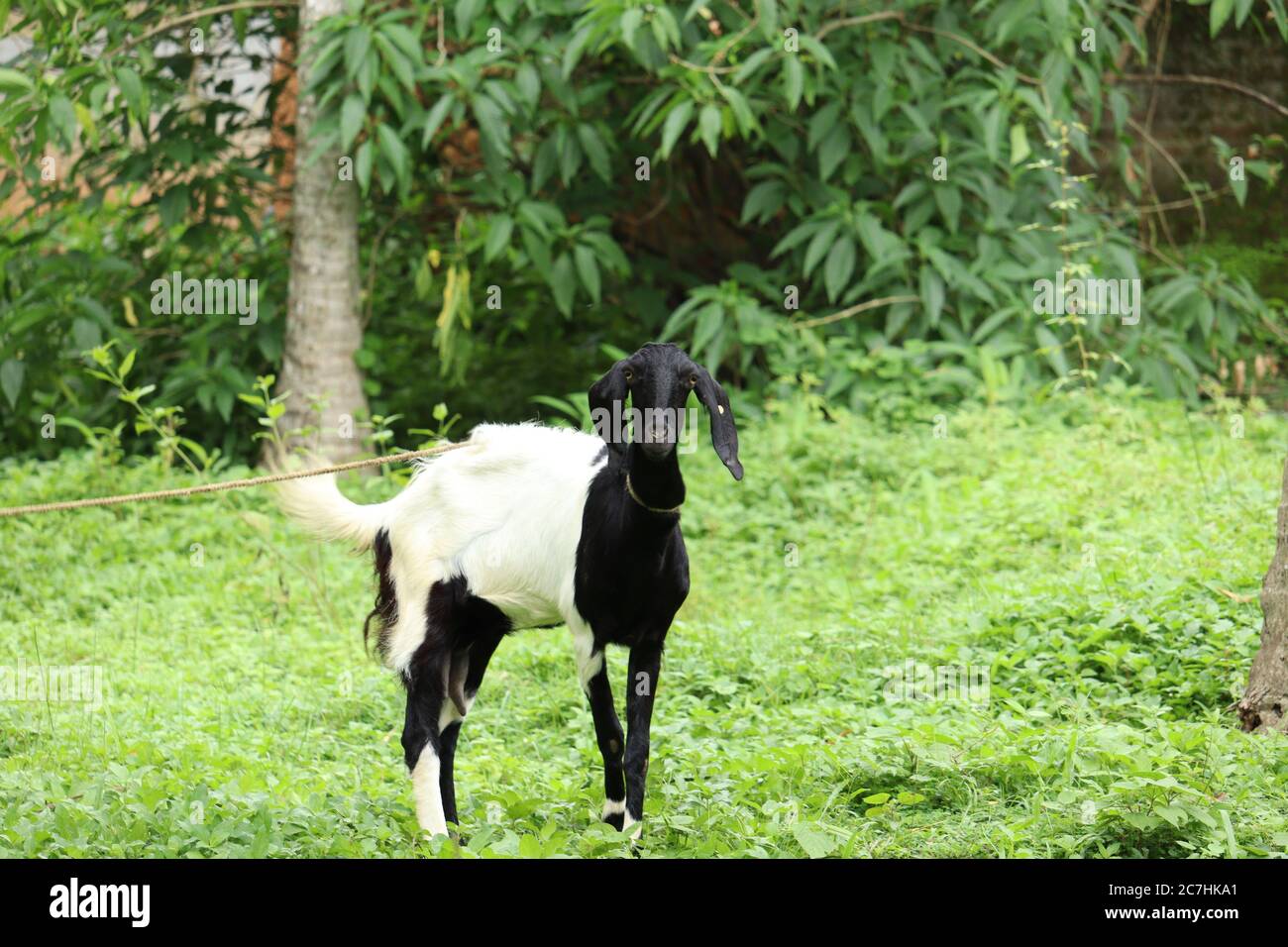 Goat on the farm Stock Photo - Alamy
