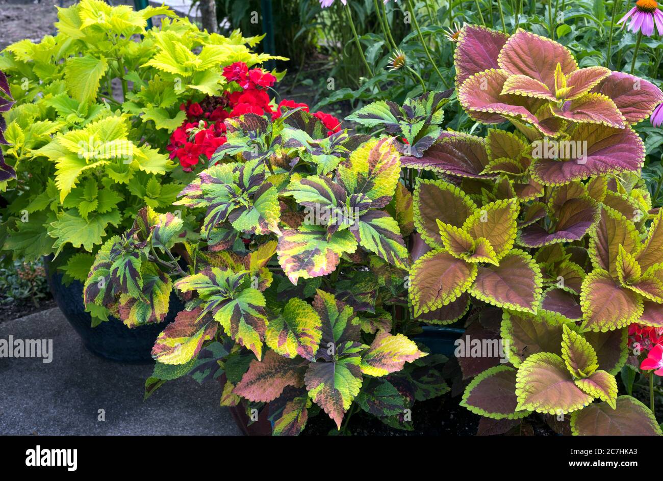 Potted coleus plants and cone flowers in full summer bloom Stock Photo ...