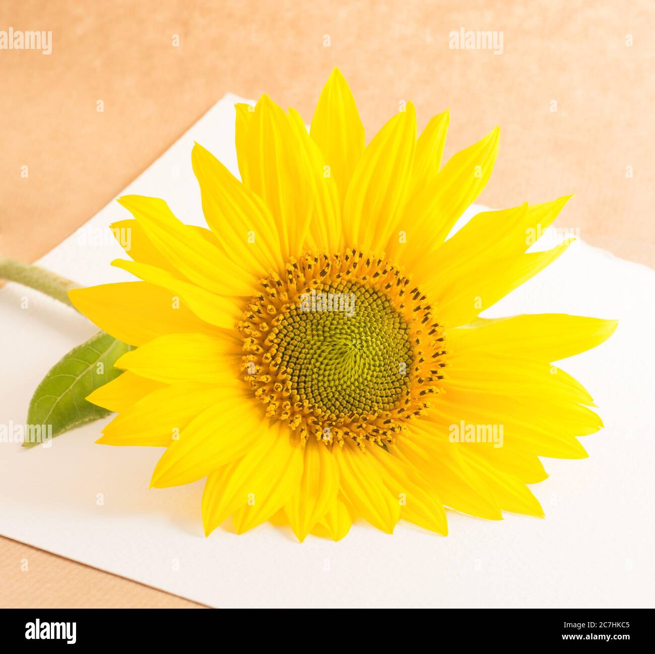Paper sheet cut in hi-res stock photography and images - Alamy