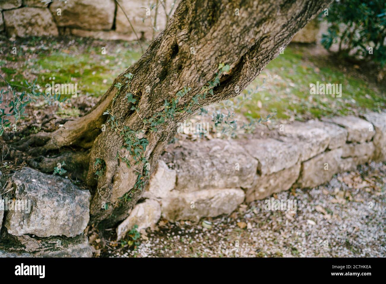 The trunk of the olive tree grows from stones in the olive grove ...