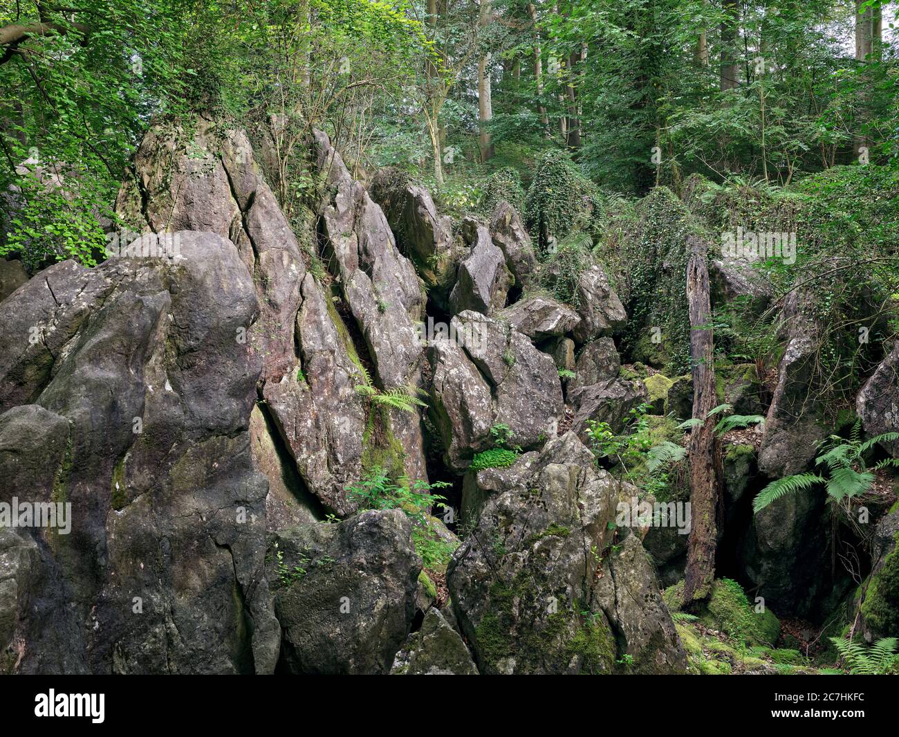 Rocks, stones, boulders, trees, forest, deciduous forest, hills, gorge ...