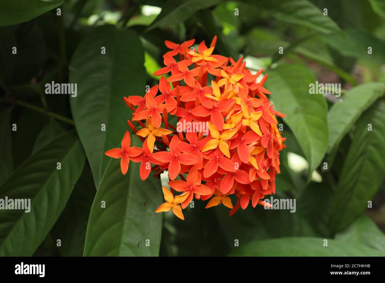 Jamanthi flower hi-res stock photography and images - Alamy