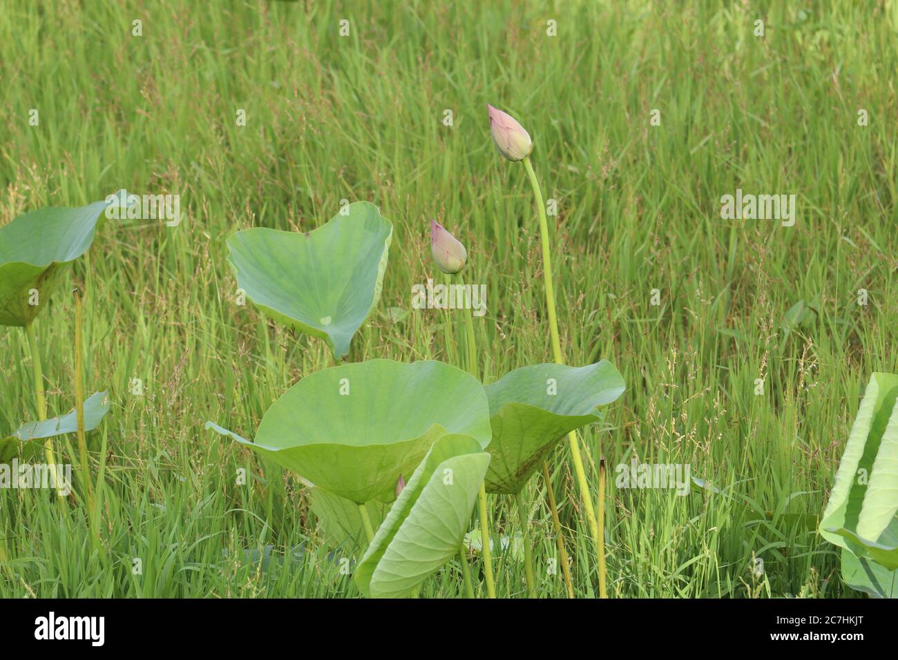 Lotus flower kerala hi-res stock photography and images - Alamy