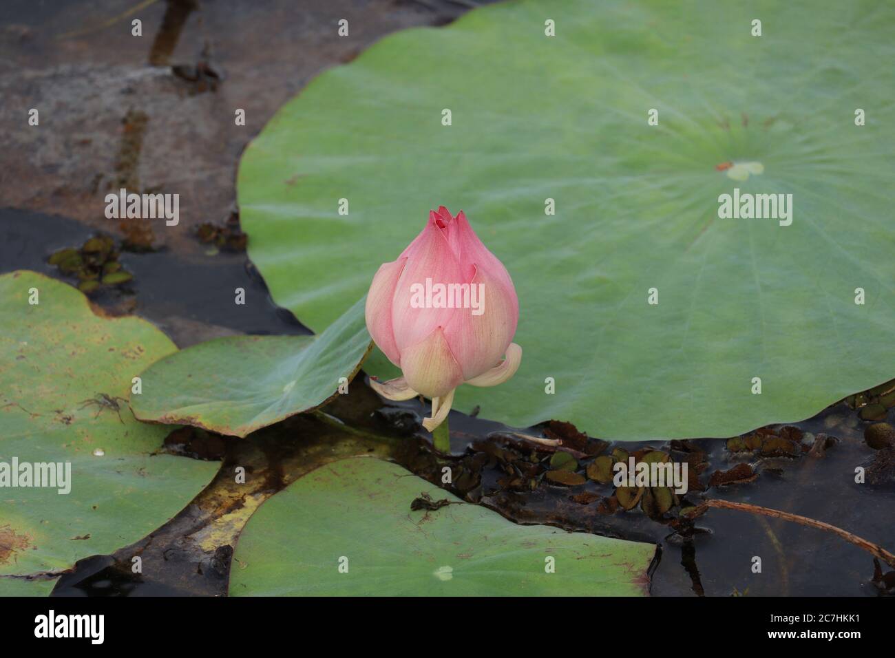 Kerala pond flowers hi-res stock photography and images - Alamy