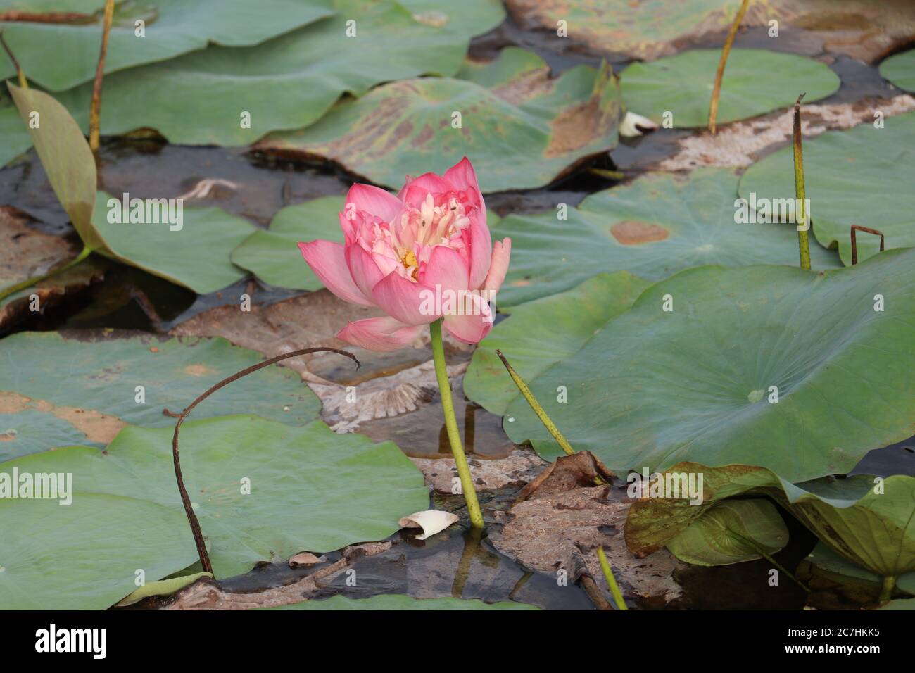 Kerala lotus flower hi-res stock photography and images - Alamy