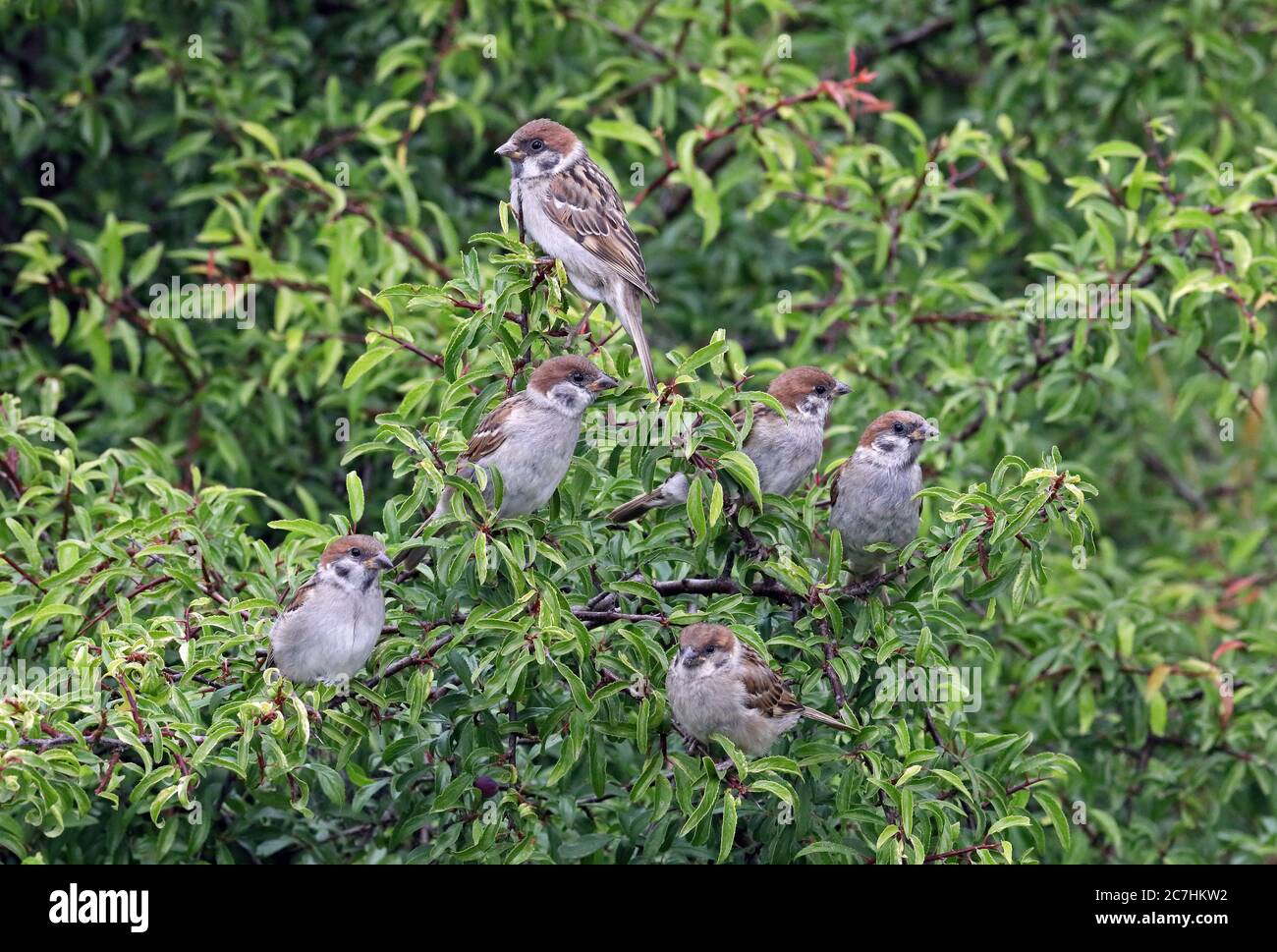 Six sparrows hi-res stock photography and images - Alamy