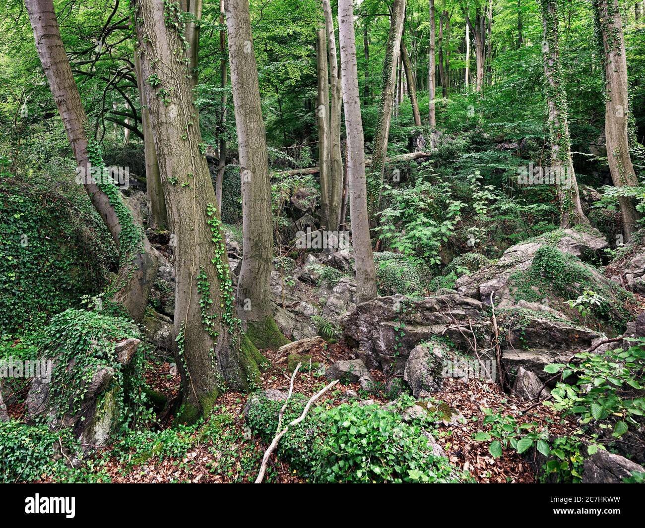 Rocks, stones, boulders, trees, forest, deciduous forest, hills, gorge ...