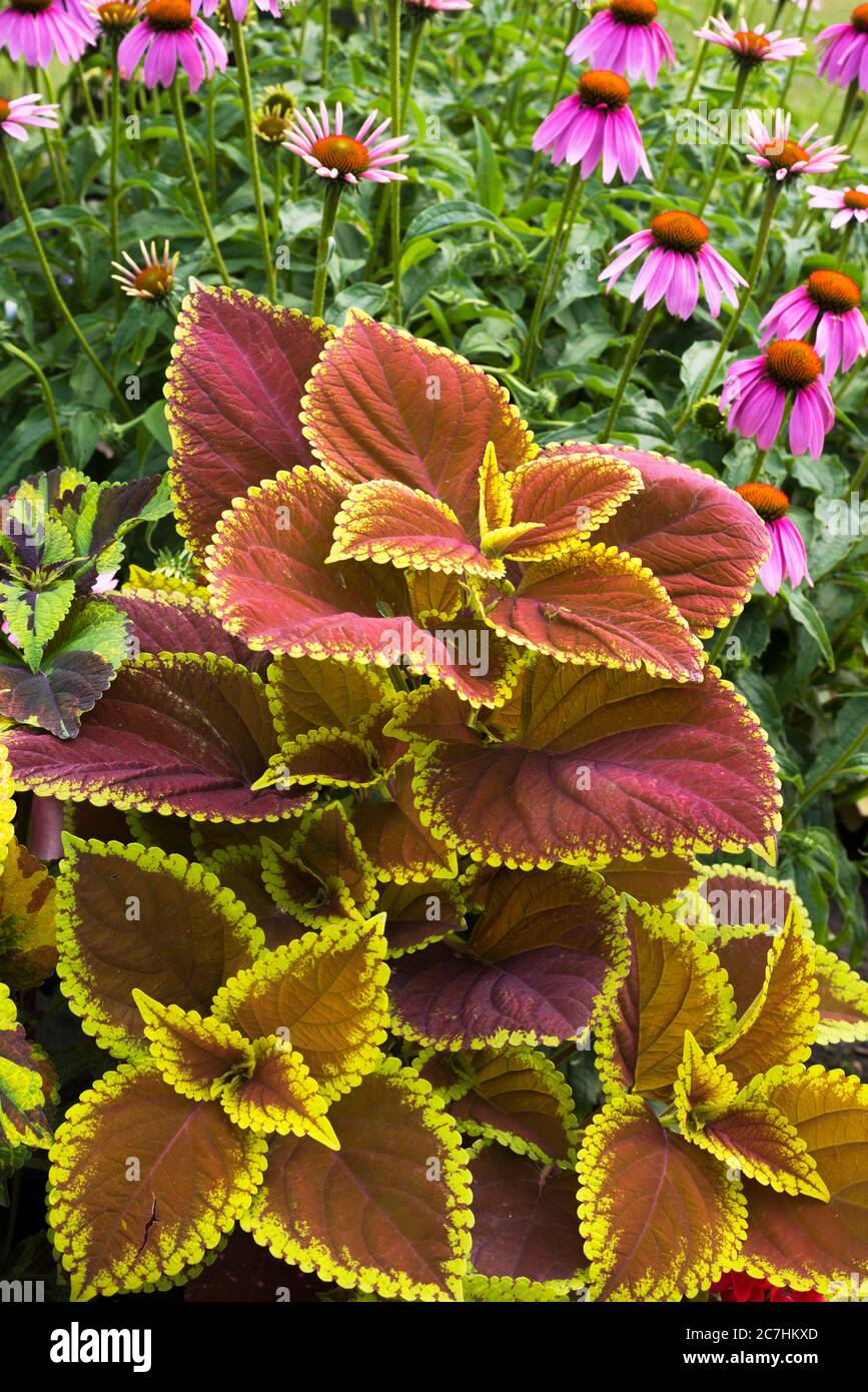 Varigated coleus hi-res stock photography and images - Alamy