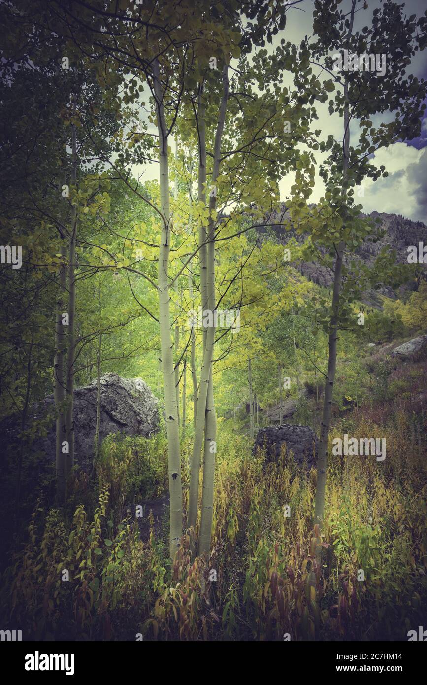 Beautiful scenery of a forest full of high rise trees and other kinds ...