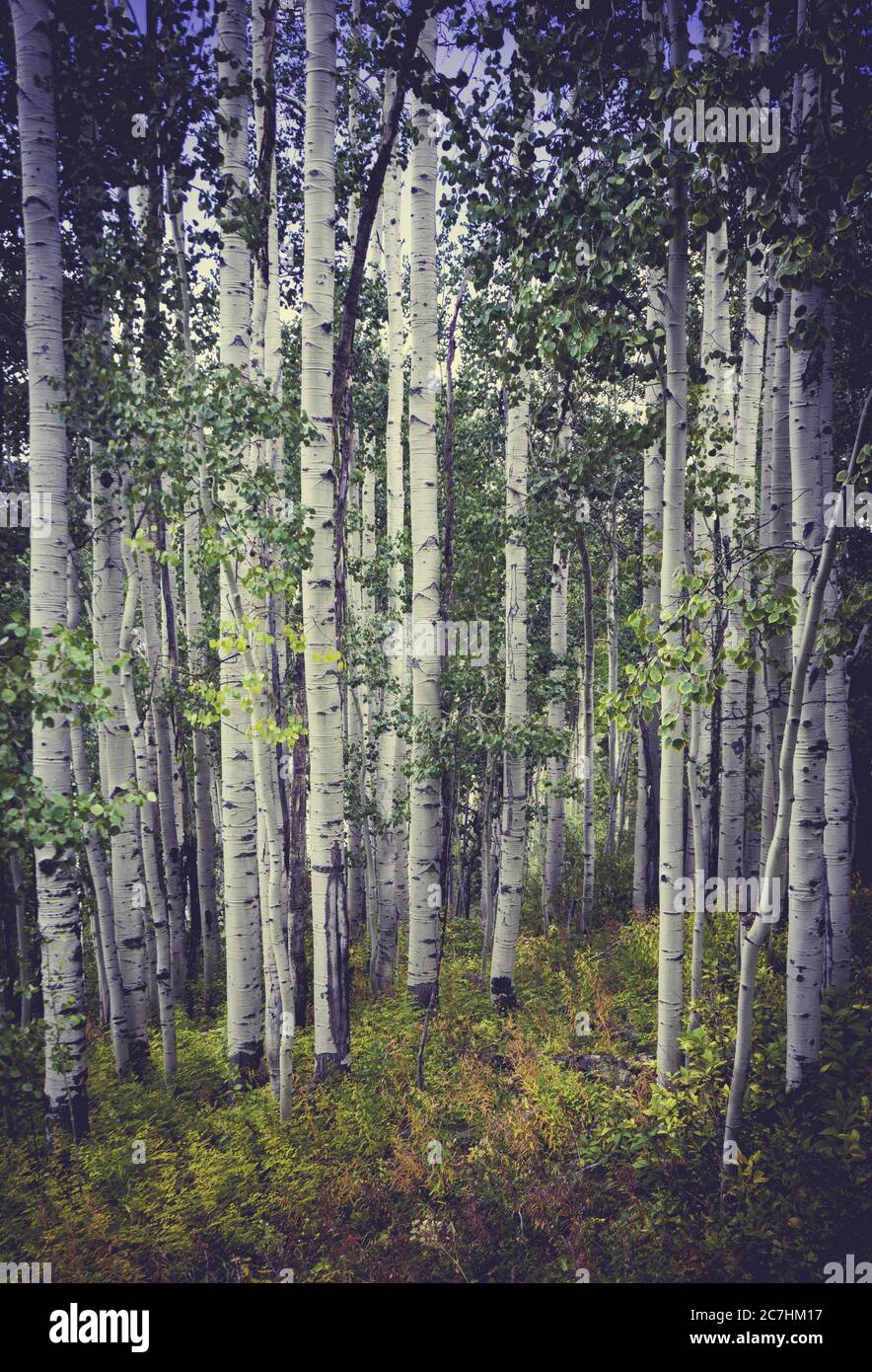 Beautiful scenery of a forest full of high rise trees and other kinds ...