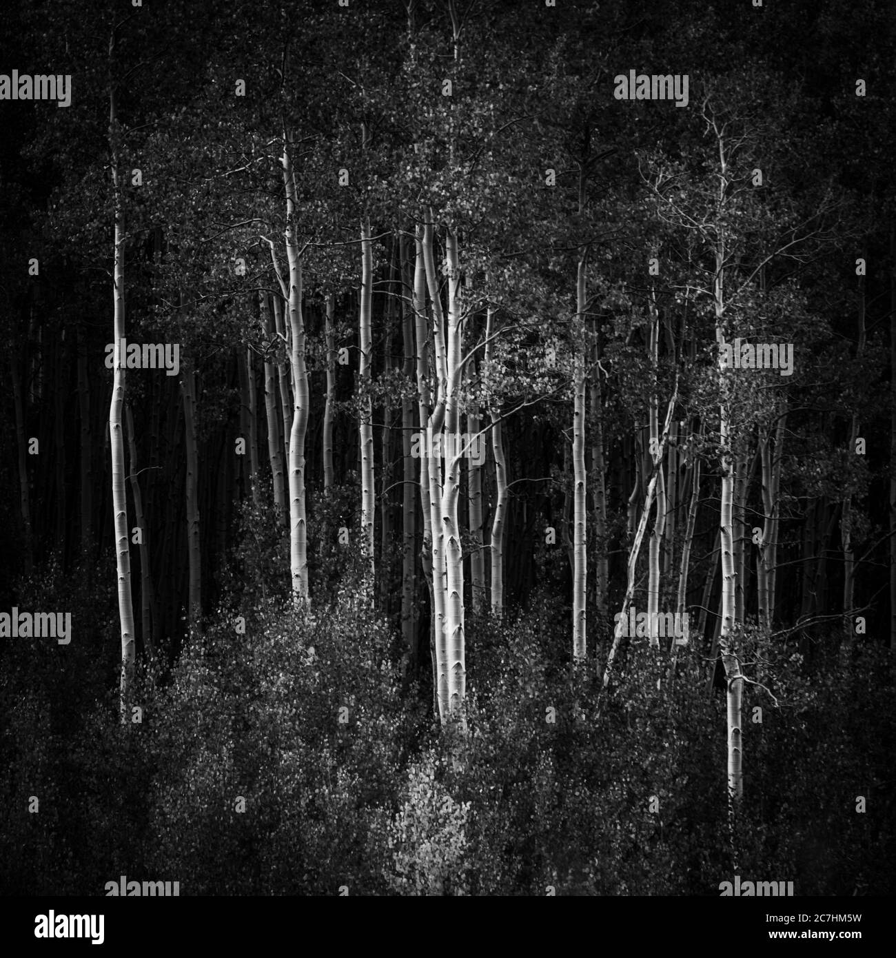 White pine and other woods hi-res stock photography and images - Alamy