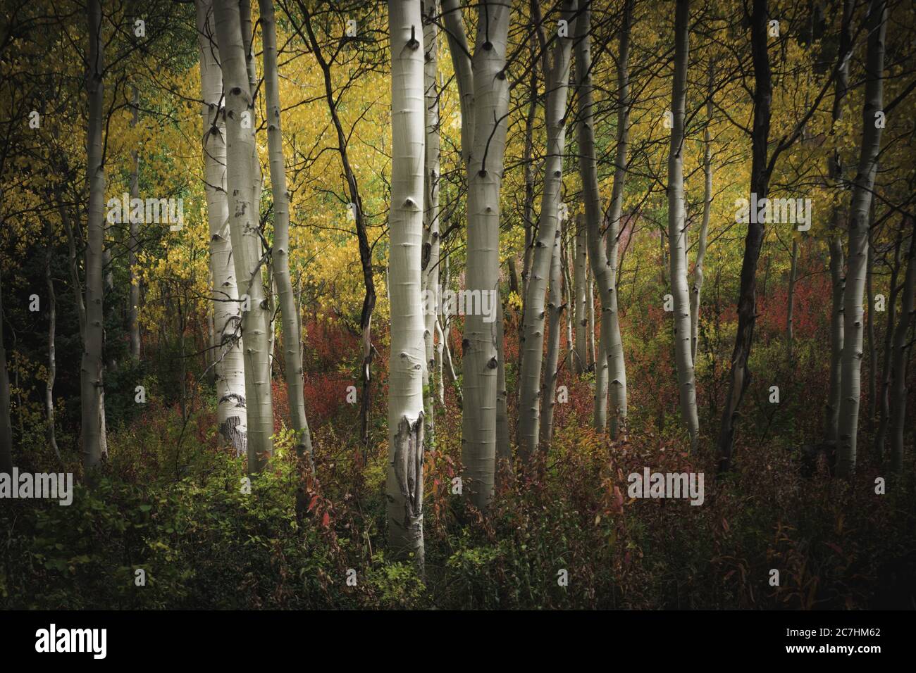 Beautiful scenery of a forest full of high rise trees and other kinds ...