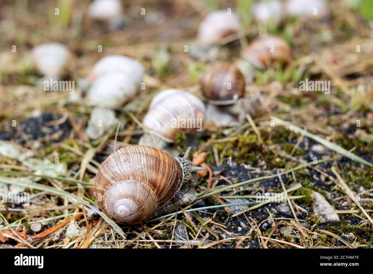 A lot of garden snails hi-res stock photography and images - Alamy