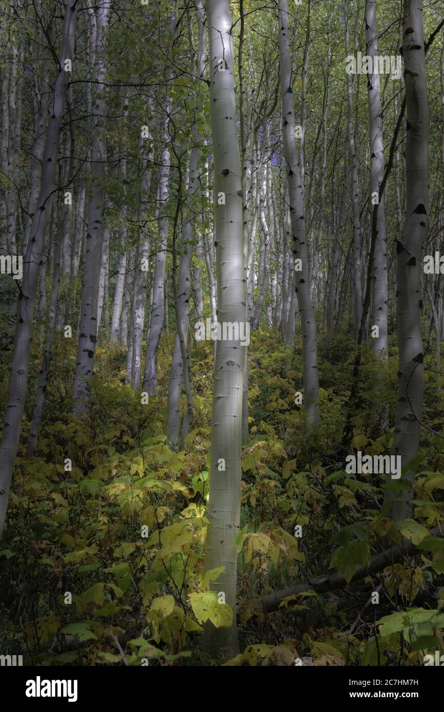 Beautiful scenery of a forest full of high rise trees and other kinds ...