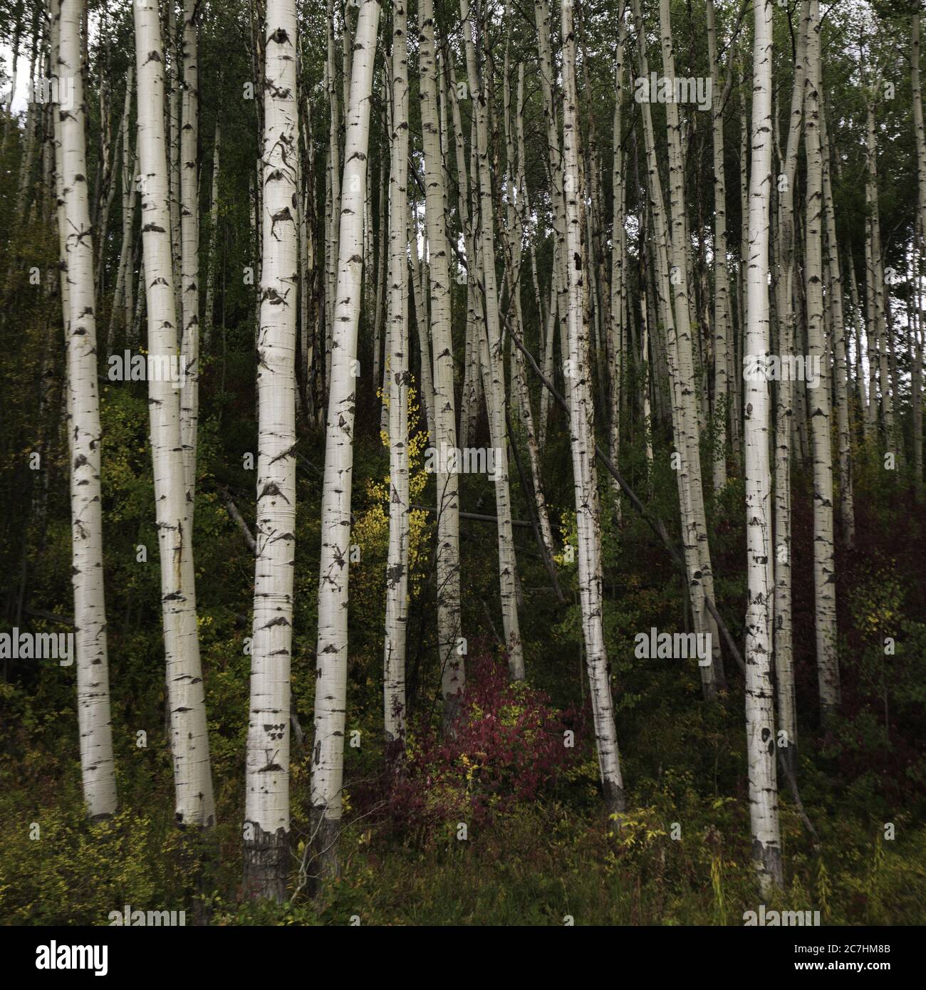 White pine and other woods hi-res stock photography and images - Alamy