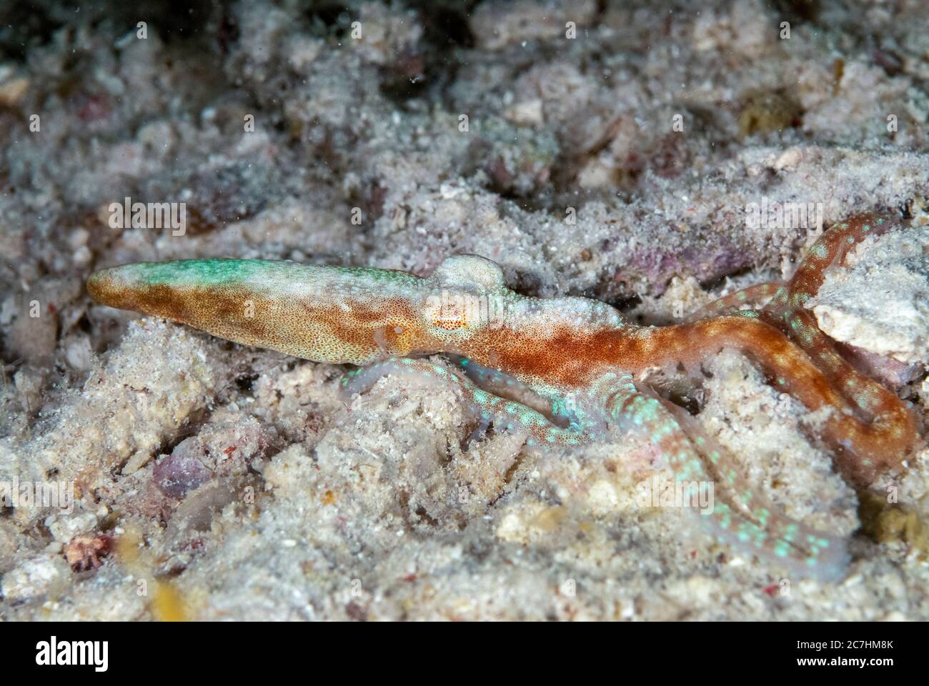 Starry Night Octopus, Callistoctopus luteus, night dive, Paradise II ...