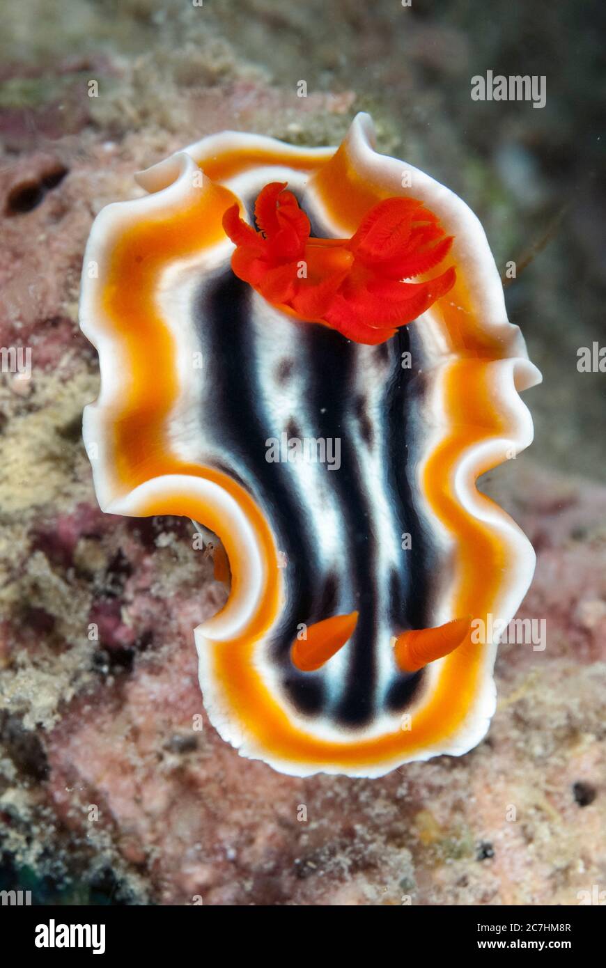 Striped nudibranch hi-res stock photography and images - Alamy