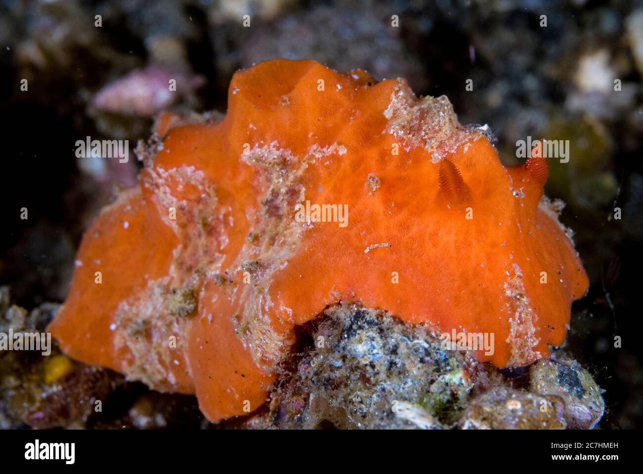 Head-patch Aldisa Nudibranch, Aldisa sp, night dive, Serena Besar dive ...