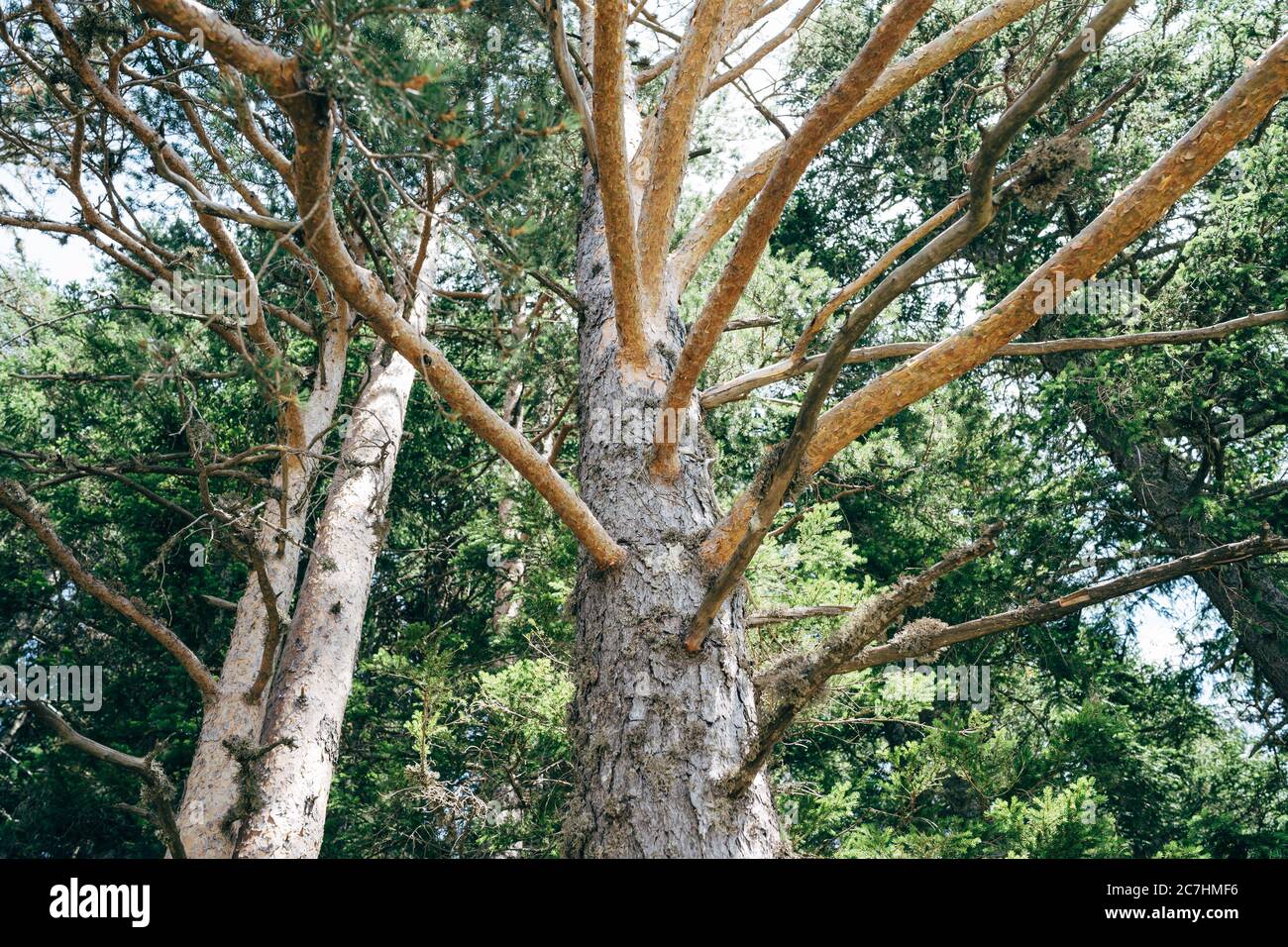 The trunk and branches of the high spruce in the woods Stock Photo - Alamy