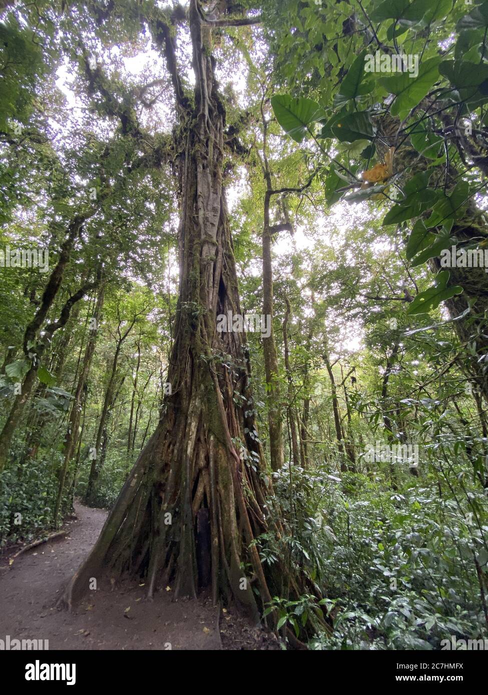 Zipline costa rica man vertical hi-res stock photography and images - Alamy