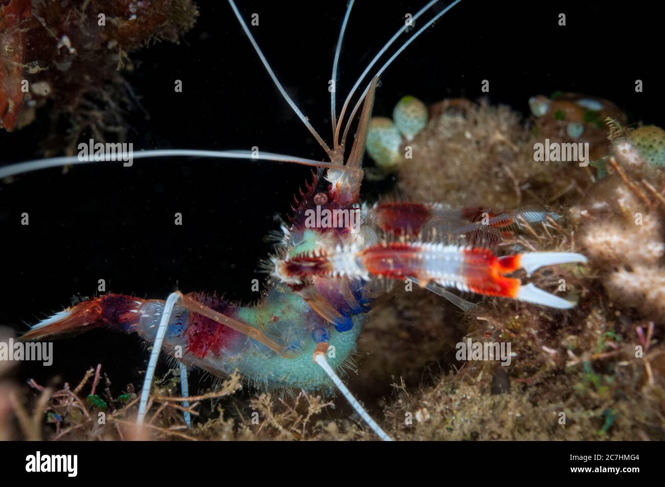 Boxer shrimp with eggs hi-res stock photography and images - Alamy