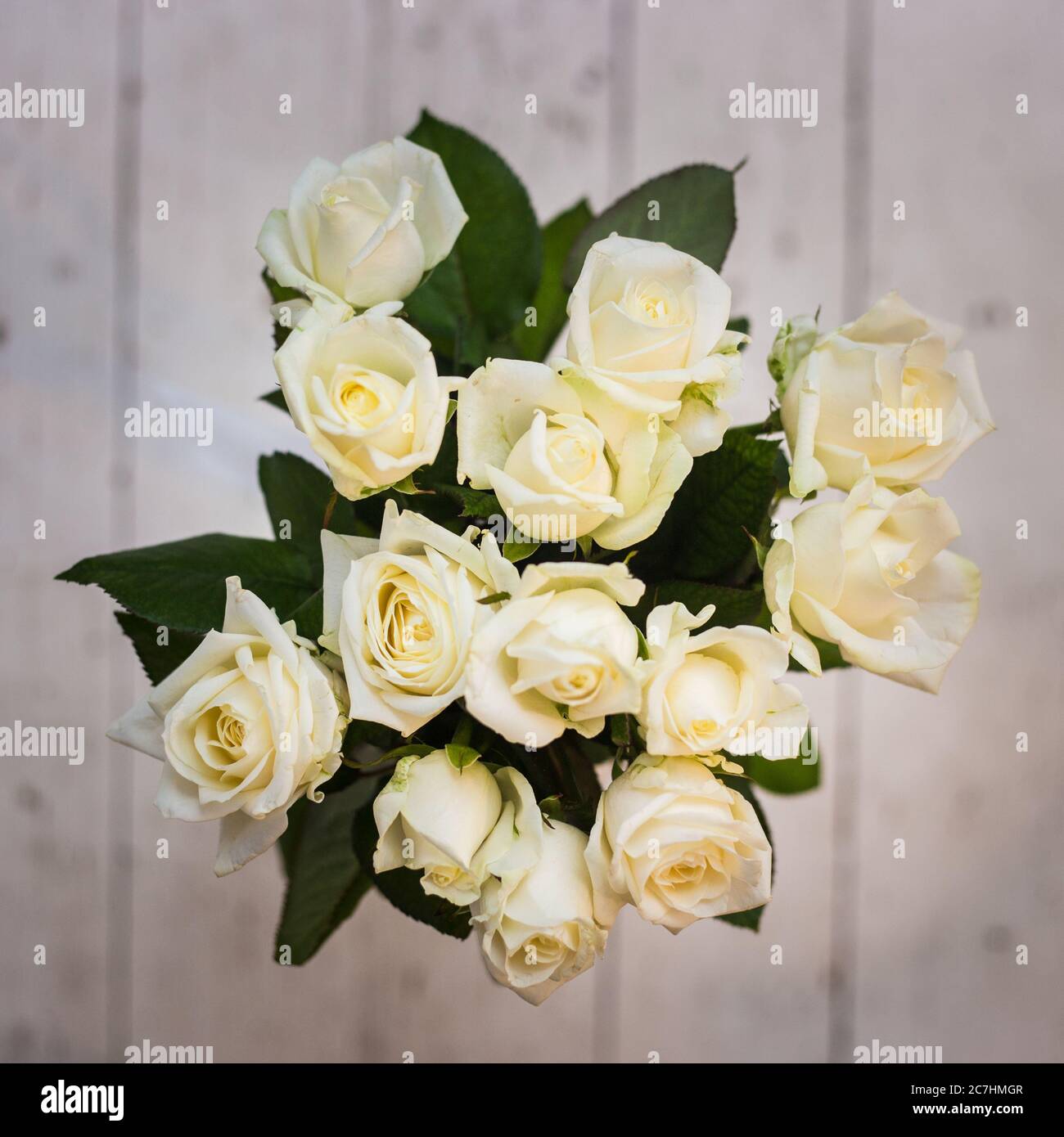 Beautiful white roses on a light background Stock Photo - Alamy