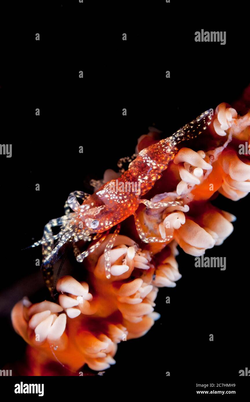 Zanzibar Whip Coral Shrimp, Dasycaris zanzibarica, camouflaged on Whip ...