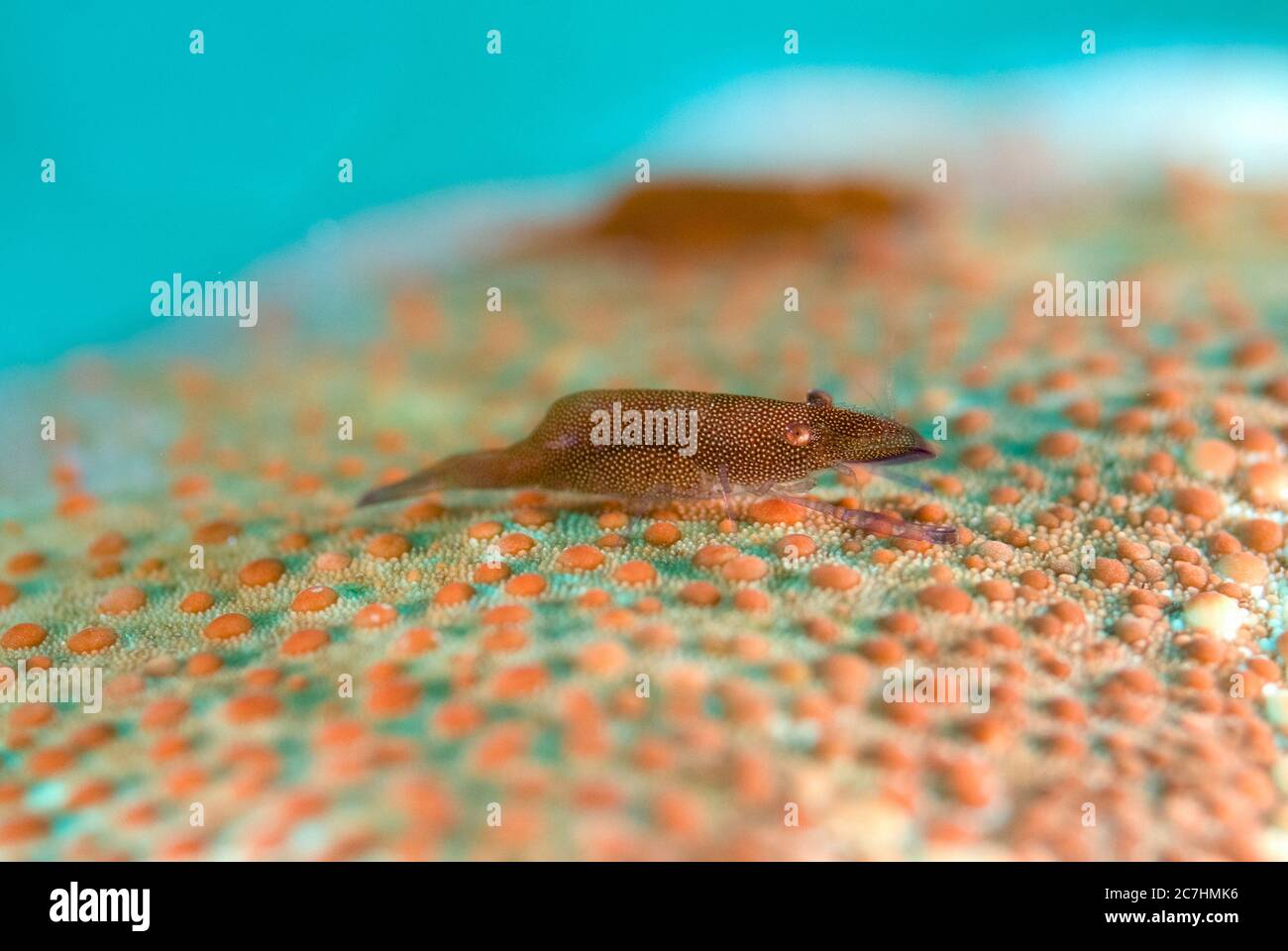 Underwater volcano shrimps hi-res stock photography and images - Alamy