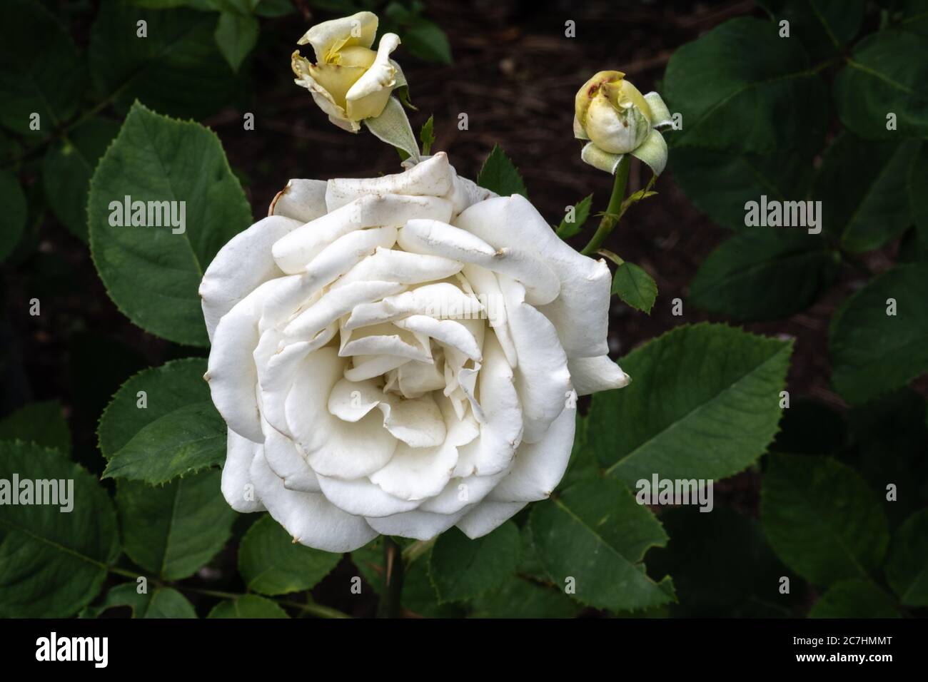 Polarstern hi-res stock photography and images - Alamy