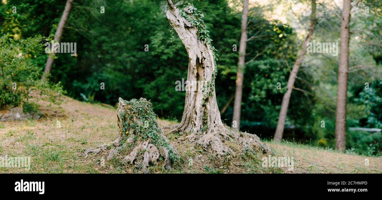 Olive tree stump hi-res stock photography and images - Alamy