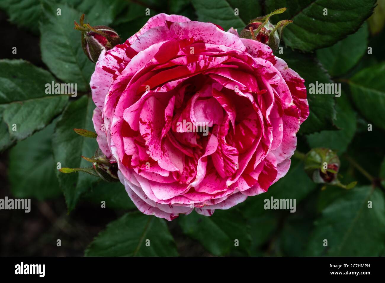Scentimental rose hi-res stock photography and images - Alamy