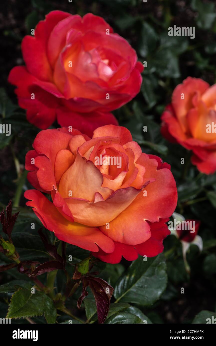 Voodoo flower hi-res stock photography and images - Alamy