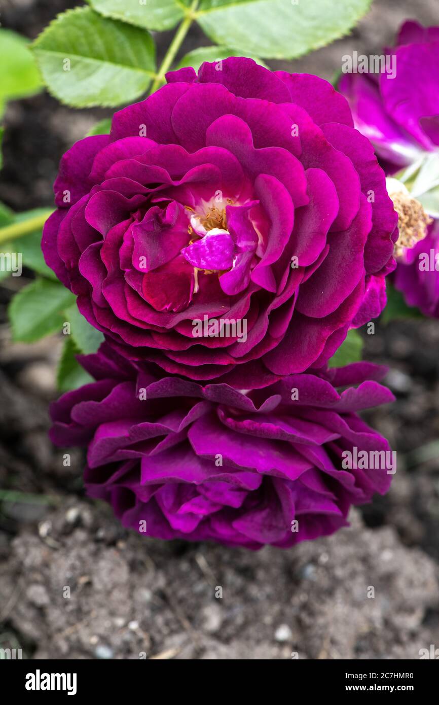 Rose twilight zone hi-res stock photography and images - Alamy