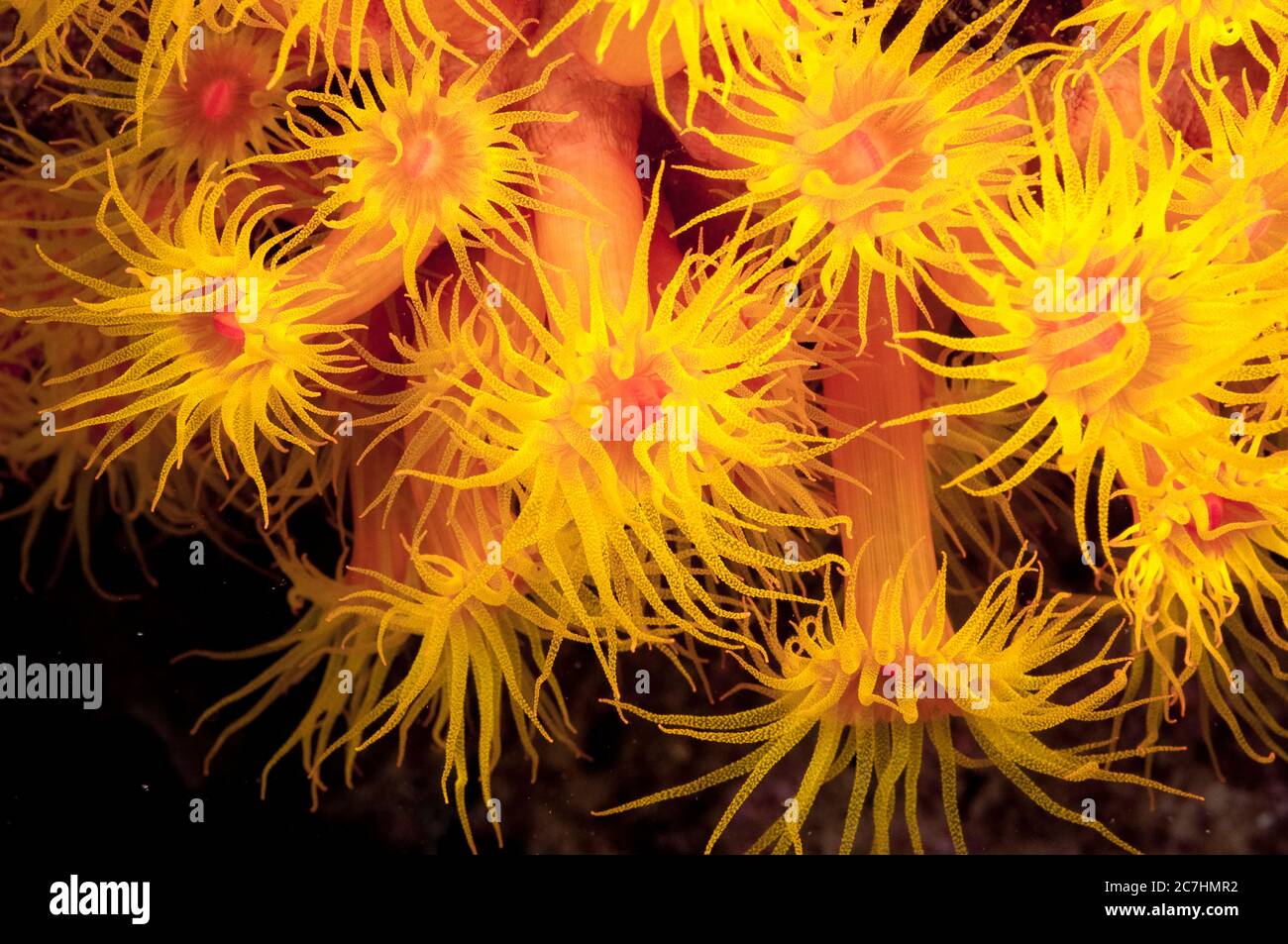 Yellow Coral polyps, Tubastrea faulkneri, night dive, Cardinal Point ...