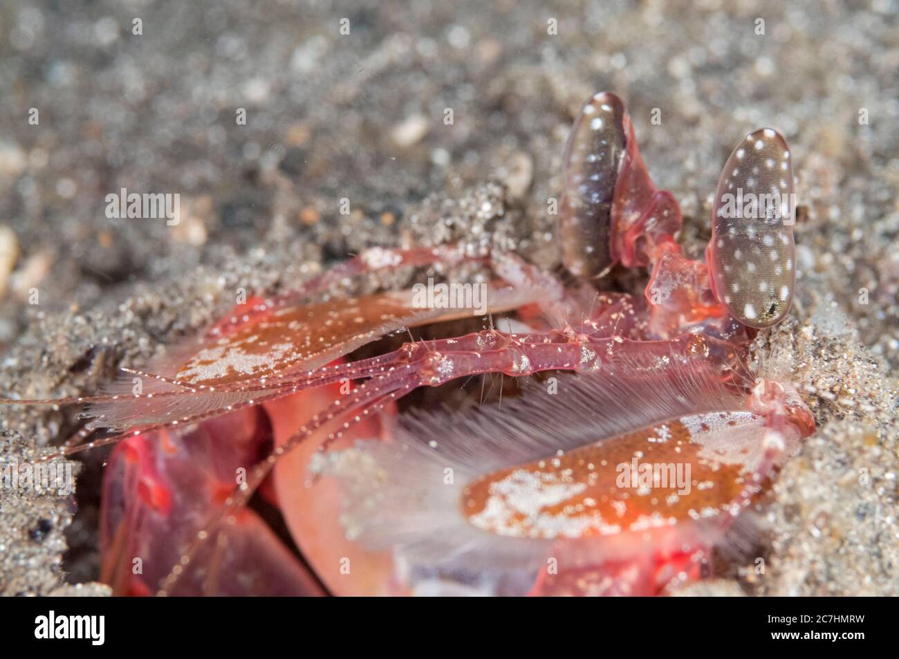 Tiger Mantis Shrimp, Lysiosquillina maculata, in hole, Mosque Muck dive ...