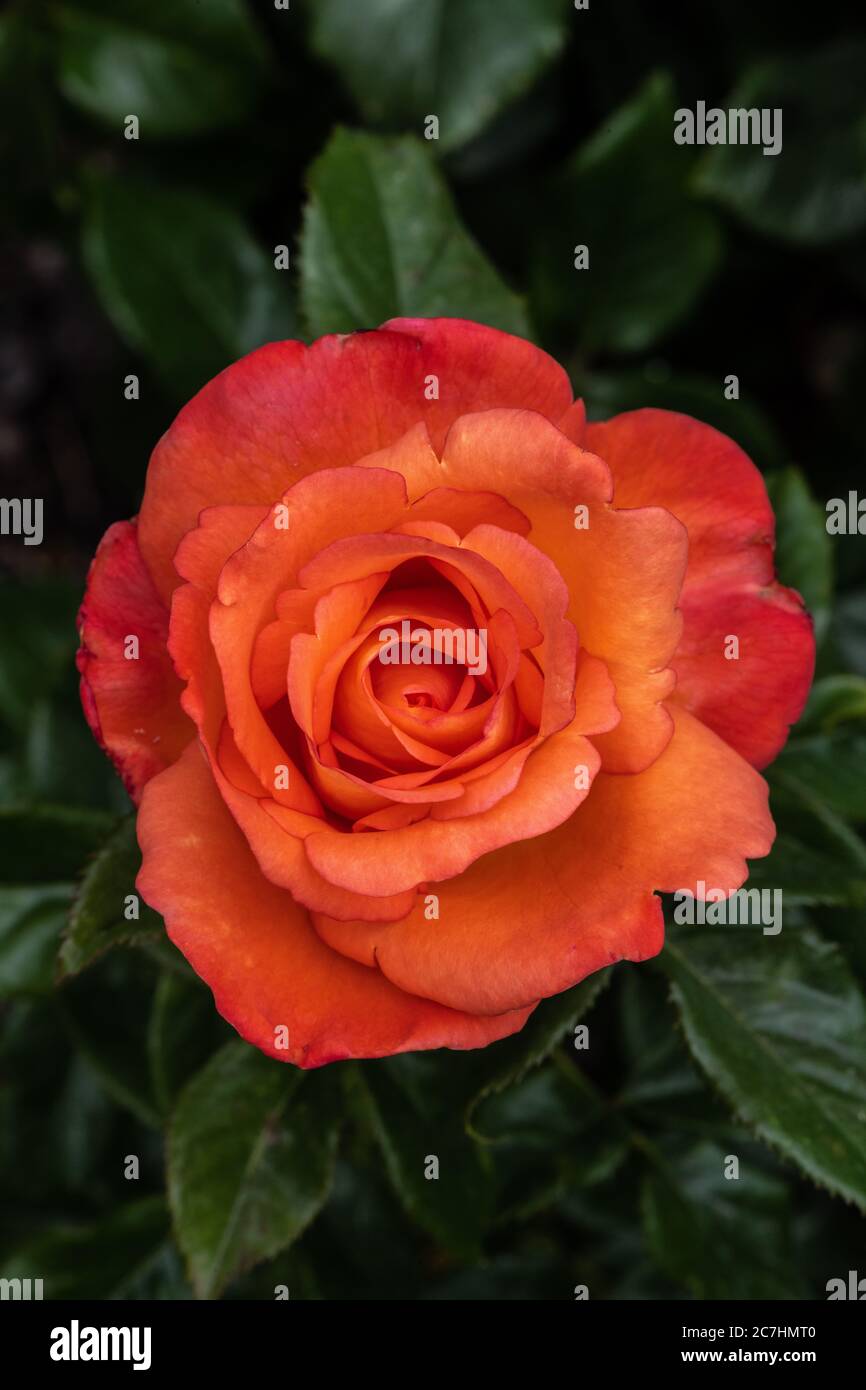 Voodoo flower hi-res stock photography and images - Alamy