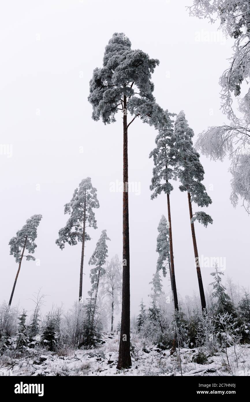 Vertical grey scale shot of beautiful tall trees covered in snow captured from a low angle Stock ...