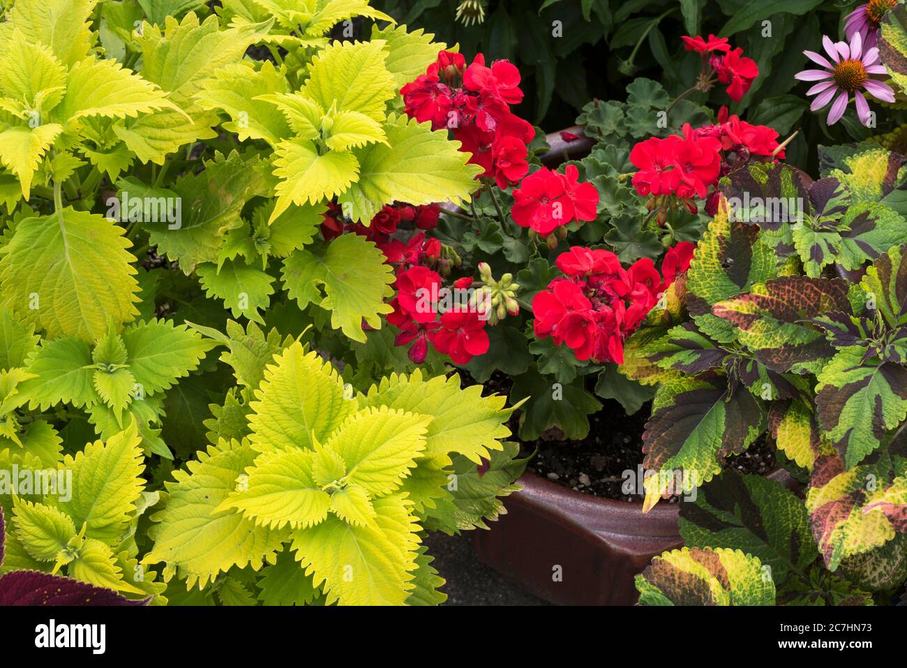 Varigated geranium hi-res stock photography and images - Alamy
