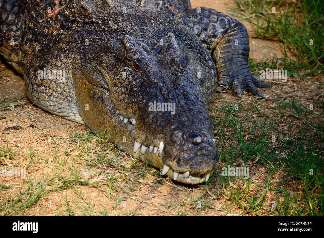 A close-up photo of a saltwater crocodile (Crocodylus porosus), also ...