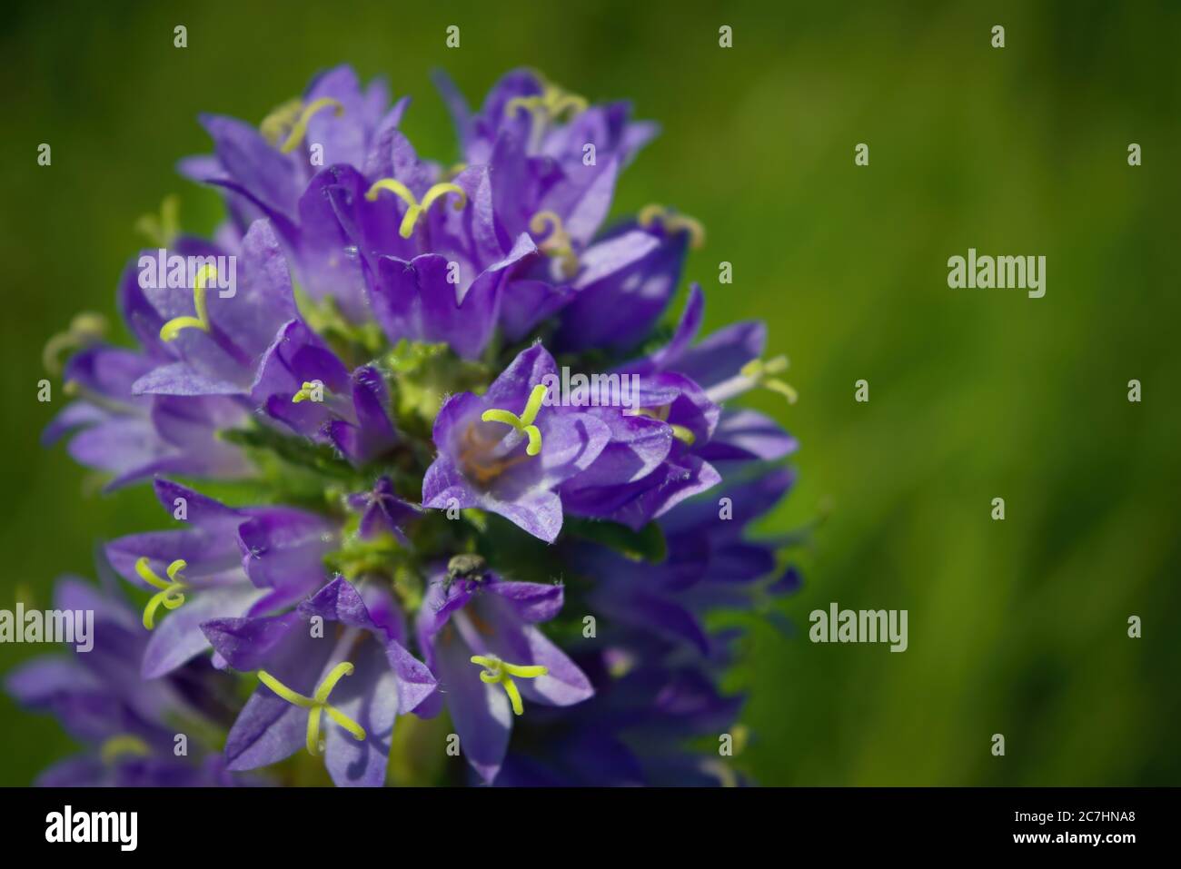 Prunella Vulgaris single flower, medicinal plant, close up Stock Photo ...