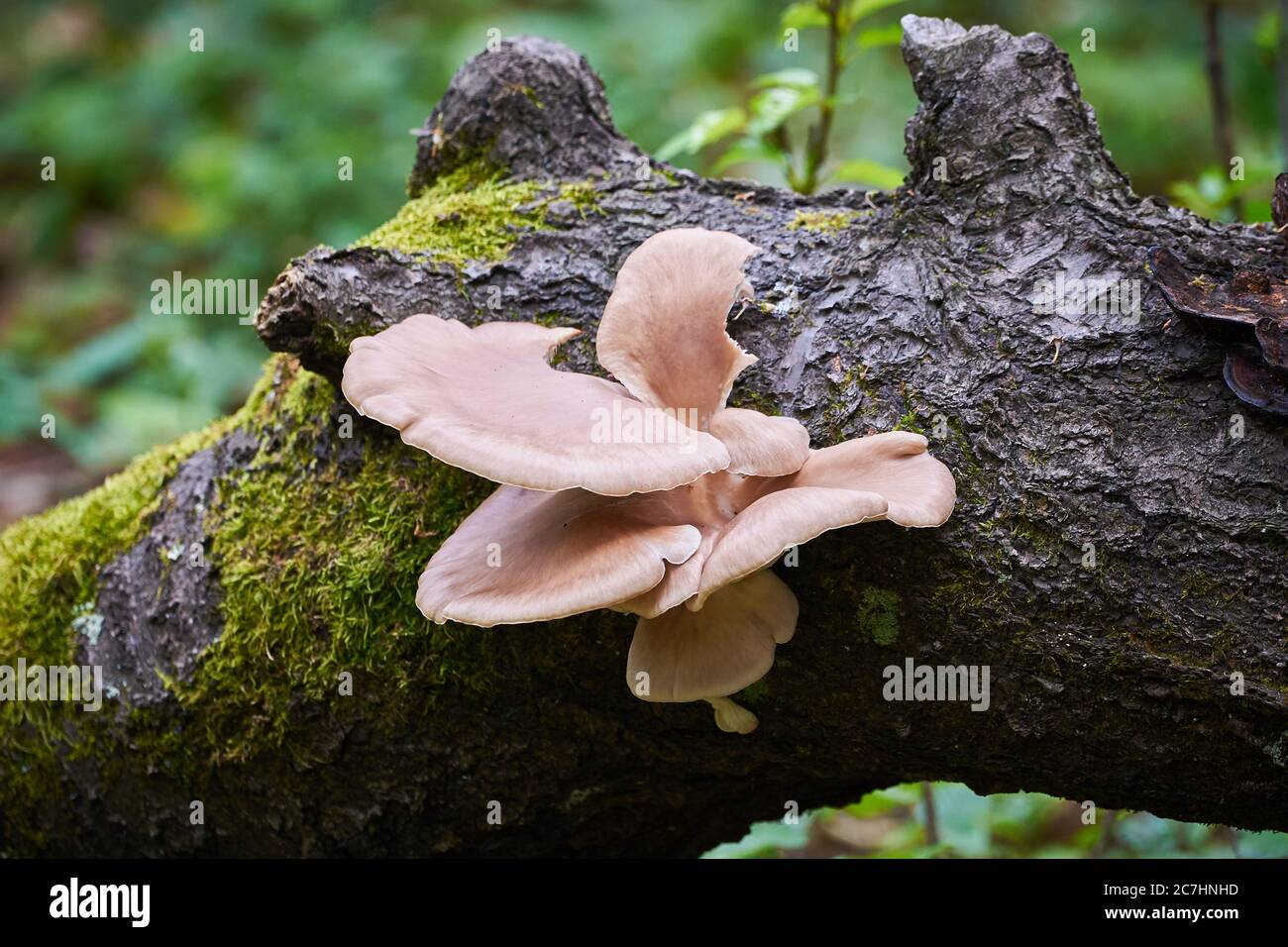 Pleurotus Genus High Resolution Stock Photography and Images - Alamy