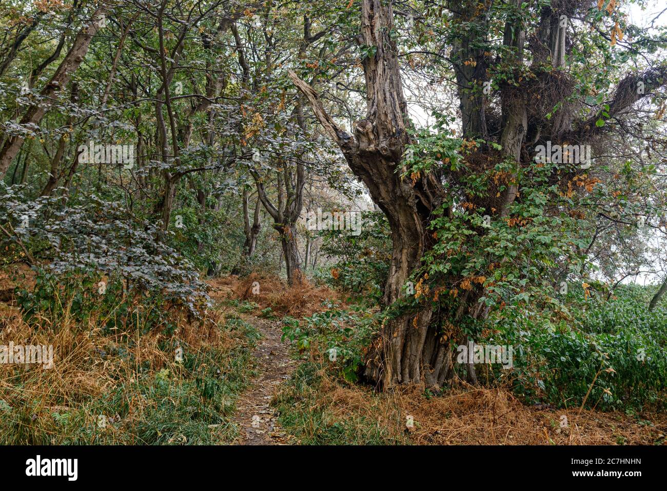 Forest, dead wood, root, tree trunk, primeval forest, deciduous forest ...
